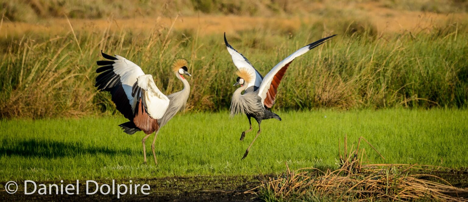 Grey Crowned Cranes - KZN Crane Foundation
